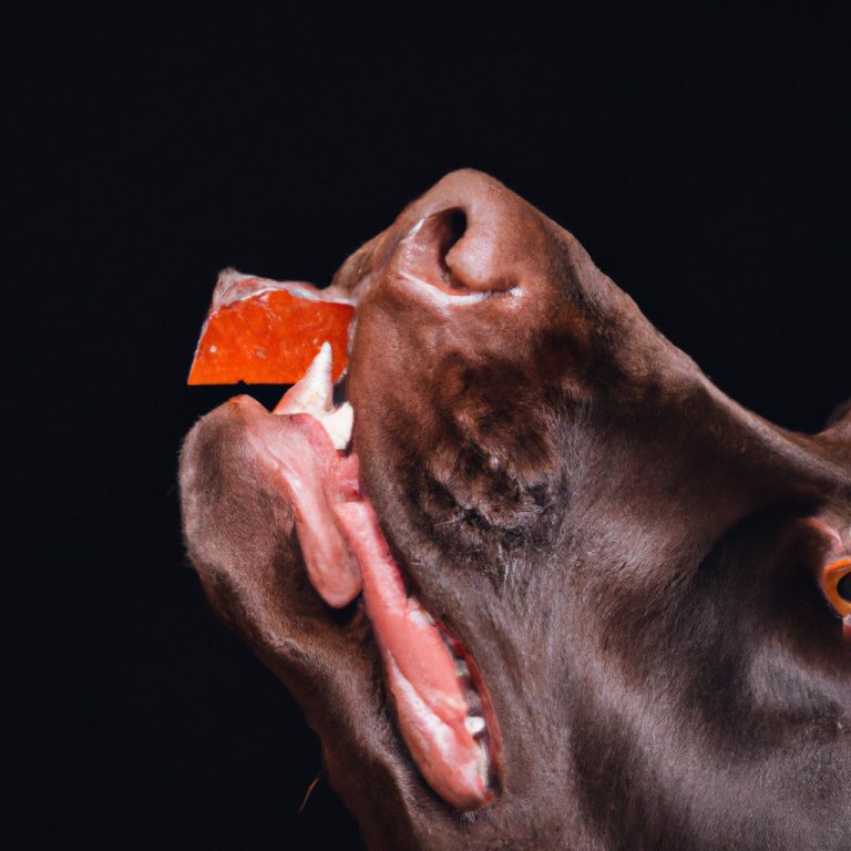 My Dog Ate Chocolate: What Every Pet Owner Should Do Next