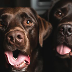 Chocolate Labs: Understanding Their Temperament, Care, and Training Needs